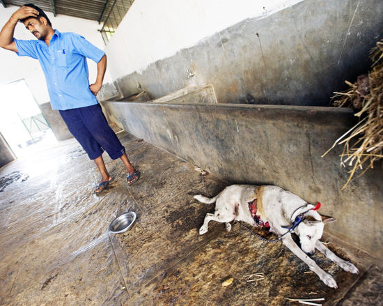 Injured Street Dog That Collected Night Editorial Stock Photo - Stock ...