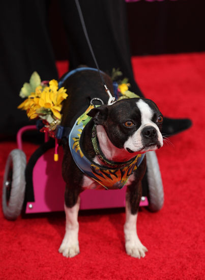 Nubbins Dog Editorial Stock Photo - Stock Image | Shutterstock