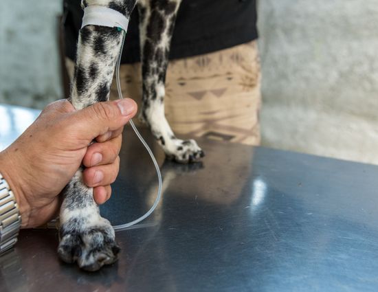 Leg Sick Dalmatian Dog Receiving Intravenous Editorial Stock Photo ...