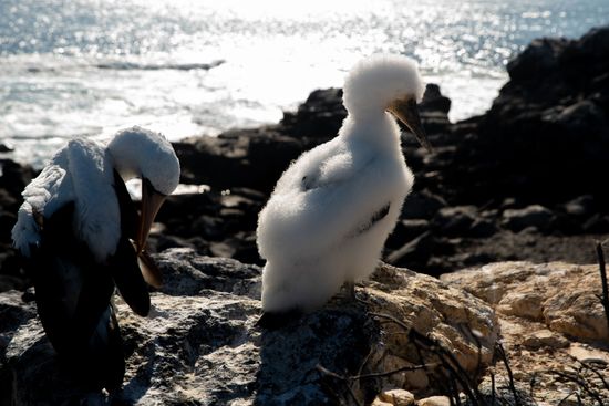 Seabird Mother Her Baby Island During Editorial Stock Photo - Stock ...