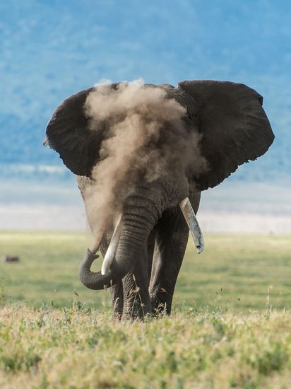 Elephant Blows Cloud Dust Face Bid Editorial Stock Photo - Stock Image ...