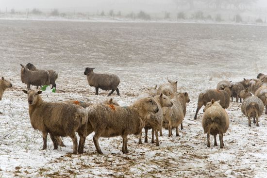 Sheep Get Hit By Strong Winds Editorial Stock Photo - Stock Image ...