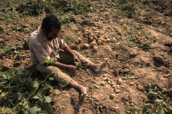 Farmer His Family Digging Cultivated Soil Editorial Stock Photo - Stock ...