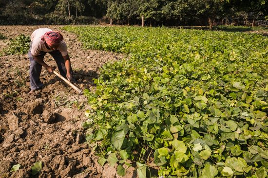 Farmer His Family Digging Cultivated Soil Editorial Stock Photo - Stock ...