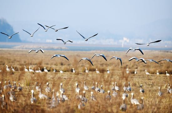 Flock Spotted Geese Seen Caohai National Editorial Stock Photo - Stock ...