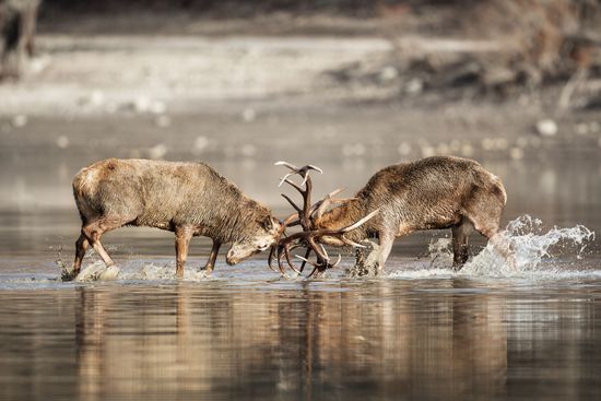 Two Red Deer Lock Horns During Editorial Stock Photo - Stock Image ...