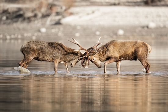 Two Red Deer Lock Horns During Editorial Stock Photo - Stock Image ...