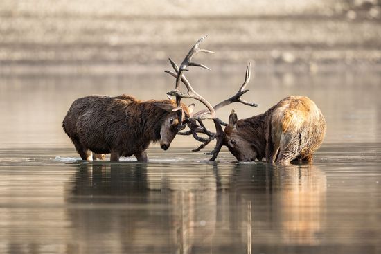 Two Red Deer Lock Horns During Editorial Stock Photo - Stock Image ...