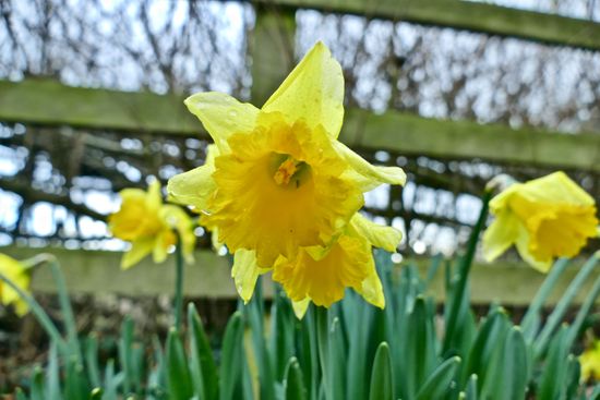 Daffodils 2000 Years Old Churchyard Before Editorial Stock Photo ...
