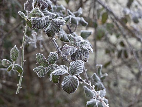 Frost Covered Brambles Editorial Stock Photo - Stock Image | Shutterstock