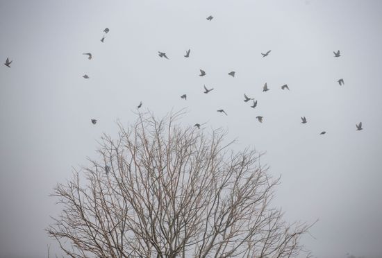 Birds Fly Around Tree On Foggy Editorial Stock Photo - Stock Image ...