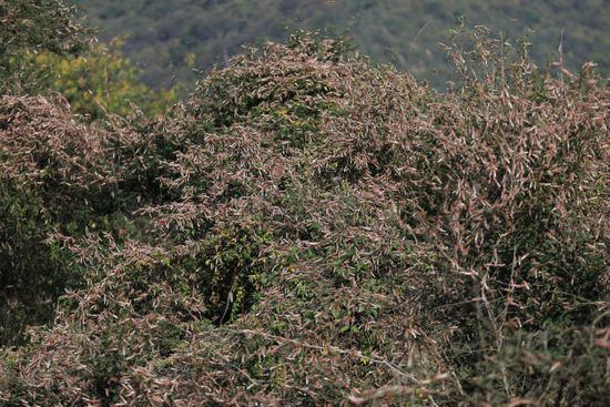 Some Desert Locusts Feed On Trees Editorial Stock Photo - Stock Image ...