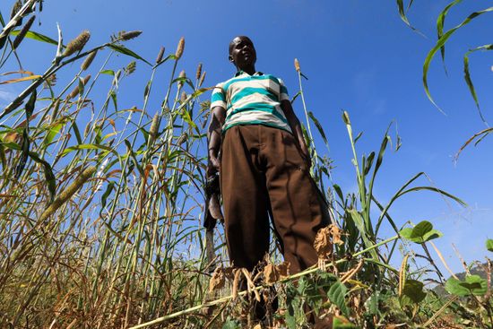 Kenyan Farmer Mutia Ndunga C Stands Editorial Stock Photo - Stock Image ...