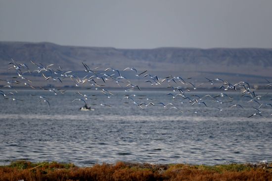 Birds Fly Over Water Jahra Governorate Editorial Stock Photo - Stock ...