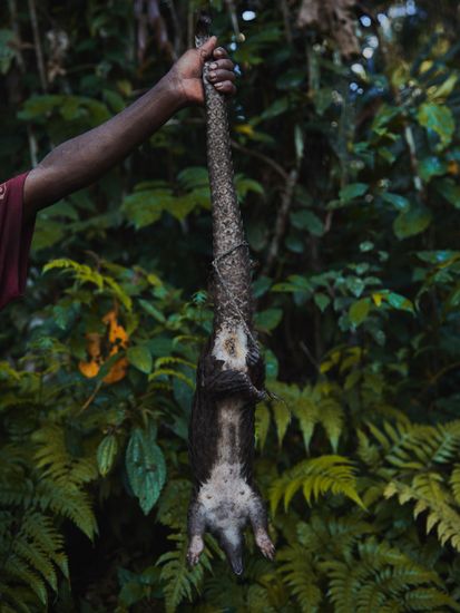 Pangolin Captured By Hunters Ituri Rainforest Redaktionelles Stockfoto ...