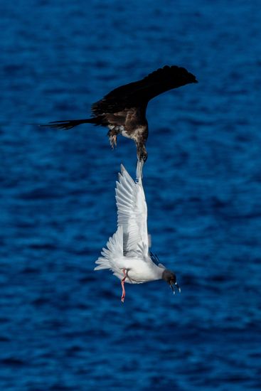 Aggressive Sea Bird Dive Bombs Gull Editorial Stock Photo - Stock Image ...