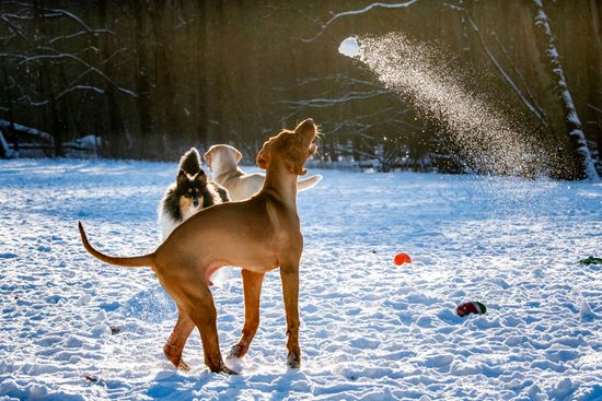 Dogs Playing Snow Editorial Stock Photo - Stock Image | Shutterstock