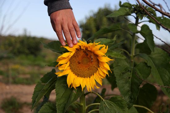 Picture Sunflower Flowers Beit Hanoun Northern Editorial Stock Photo ...