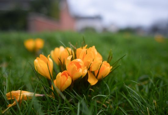 Blooming Crocuses Seen Near Shankill Train Editorial Stock Photo ...