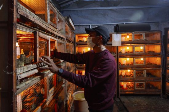 Man Feeds Quail Chicks Hatchery Birds Editorial Stock Photo - Stock ...
