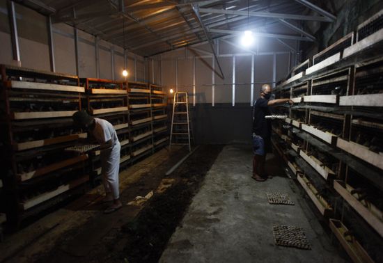 Worker Harvest On Quail Eggs Hatchery Editorial Stock Photo - Stock ...