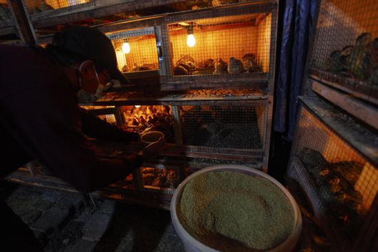 Man Feeds Quail Chicks Hatchery Birds Editorial Stock Photo - Stock ...