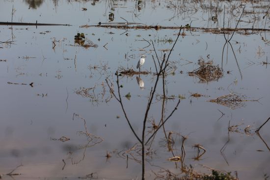 Birds Land On Floating Twigs Flooded Editorial Stock Photo - Stock ...