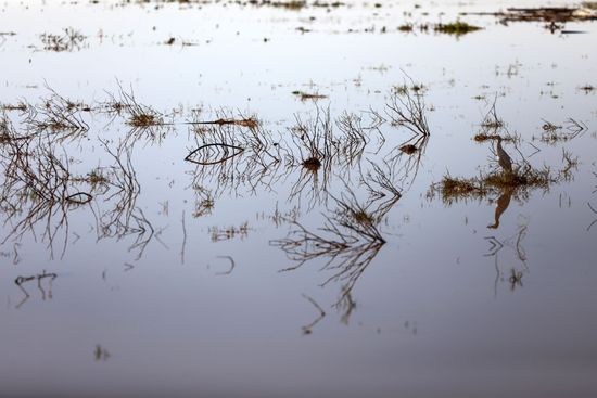 Birds Land On Floating Twigs Flooded Editorial Stock Photo - Stock ...