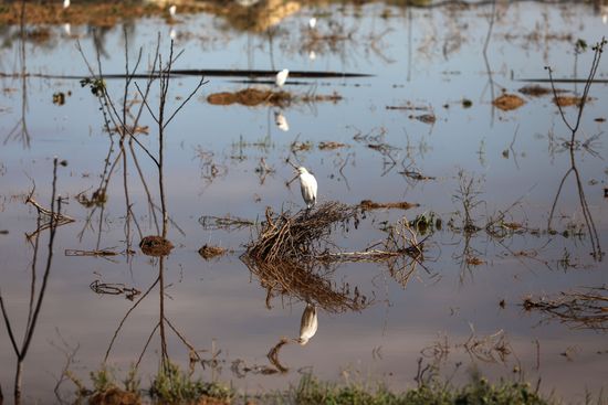 Birds Land On Floating Twigs Flooded Editorial Stock Photo - Stock ...