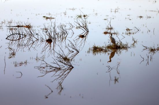 Birds Land On Floating Twigs Flooded Editorial Stock Photo - Stock ...
