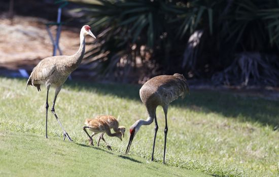 Family Sandhill Cranes On Second Hole Editorial Stock Photo - Stock ...