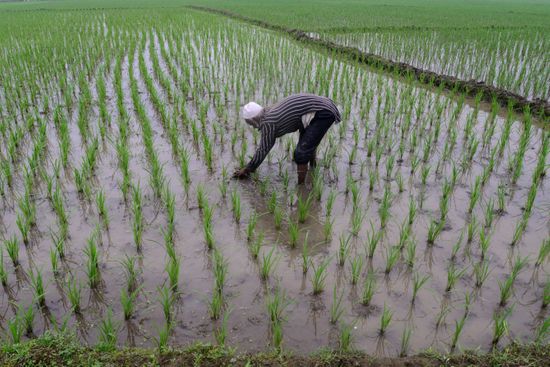 Farmer Weeding Out His Paddy Field Editorial Stock Photo - Stock Image ...