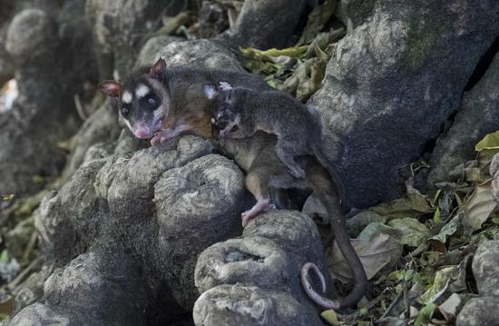 Gray Foureyed Opossum Philander Possum Young Editorial Stock Photo ...