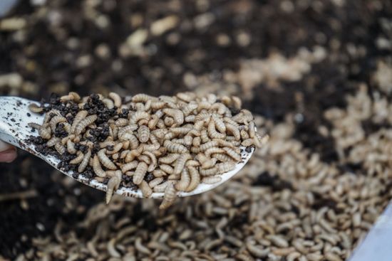 Maggots Baby Fly Larvae Which Able Editorial Stock Photo - Stock Image ...