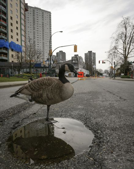 Canada Goose Seen Puddle On Road Editorial Stock Photo - Stock Image ...