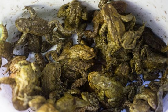 Bucket Full Toads That That Will Editorial Stock Photo - Stock Image ...