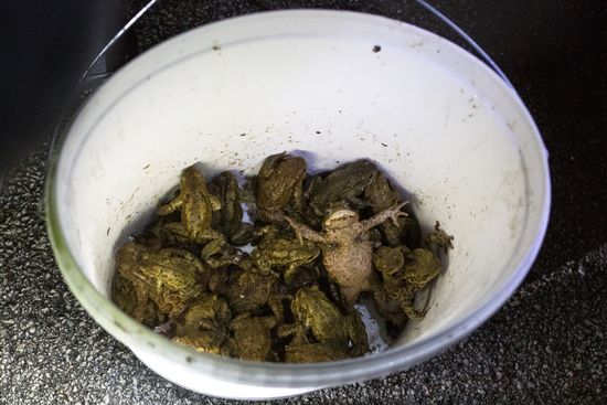 Bucket Full Toads That That Will Editorial Stock Photo - Stock Image ...