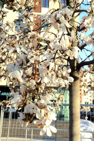 Flowering Trees Arrival Spring Milan Pruno Editorial Stock Photo ...