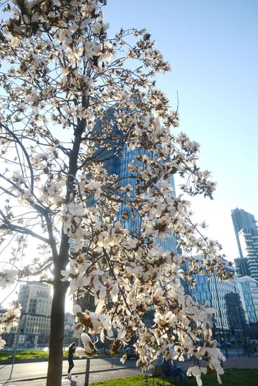 Flowering Trees Arrival Spring Milan Pruno Editorial Stock Photo ...