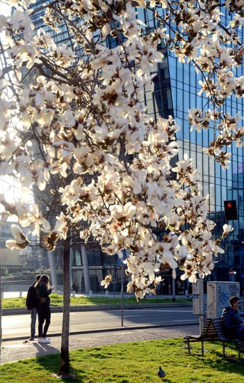 Flowering Trees Arrival Spring Milan Pruno Editorial Stock Photo ...