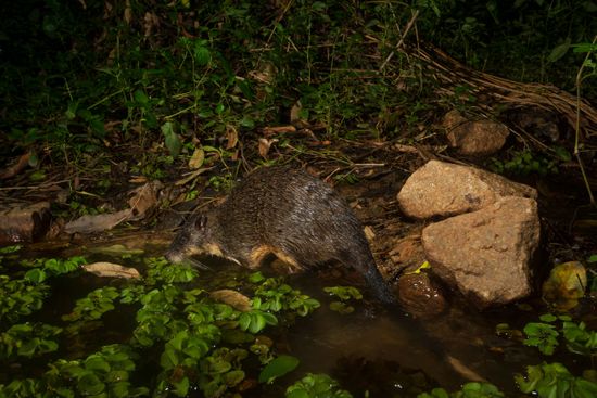 Australian Native Water Rat Rakali Hydromys Editorial Stock Photo ...