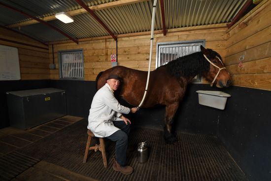 Frank Shellard Milks Mare Editorial Stock Photo - Stock Image ...