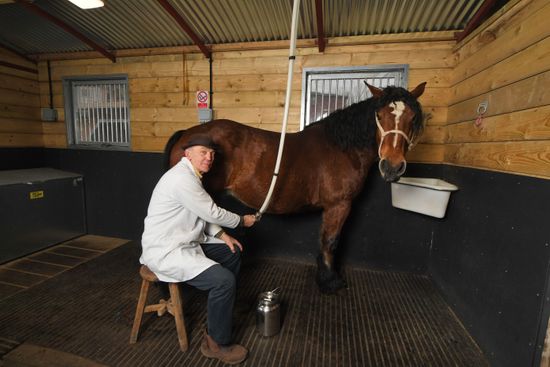 Frank Shellard Milks Mare Editorial Stock Photo - Stock Image ...