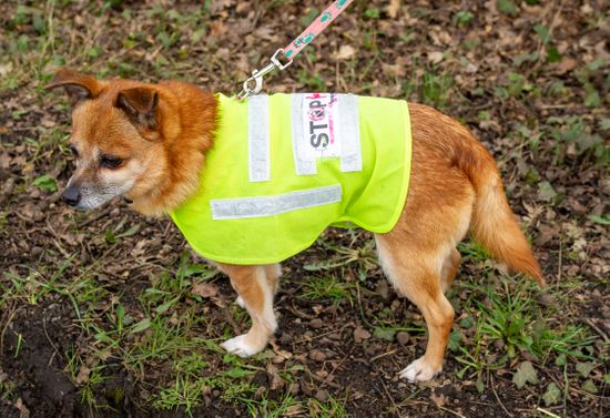 Dog Wears Stop Hs2 Coat Hs2 Editorial Stock Photo - Stock Image ...