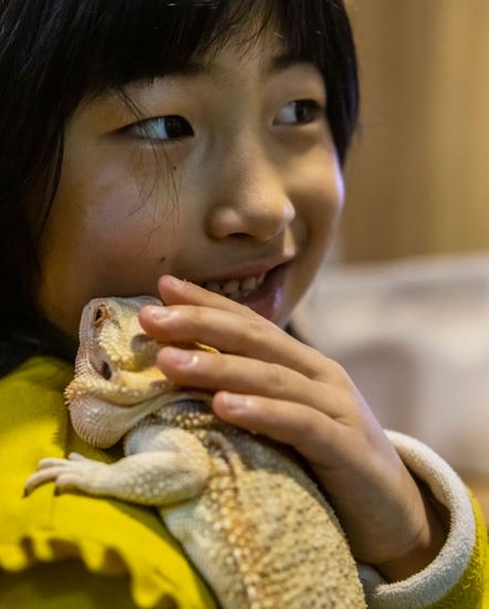 Visitor Girl Interacts Lizard Animal Cafe Editorial Stock Photo - Stock ...