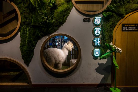 Alpaca Seen Trough Shop Window Animal Editorial Stock Photo - Stock ...