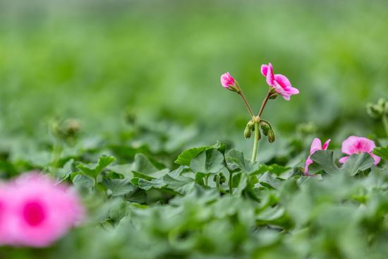 Young Geranium Plants Pelargonium Graveolens Grow Editorial Stock Photo ...