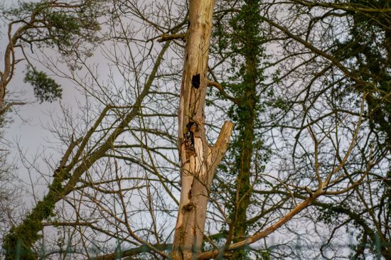 Very Clear Possible Bat Roost One Editorial Stock Photo - Stock Image ...
