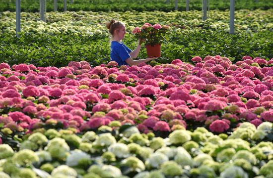 Alexandra Paton Checking Stock Rosita Hydrangeas Editorial Stock Photo ...