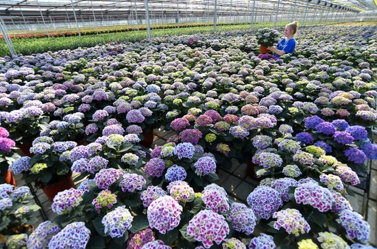 Alexandra Paton Checking Stock Tivoli Hydrangeas Editorial Stock Photo ...